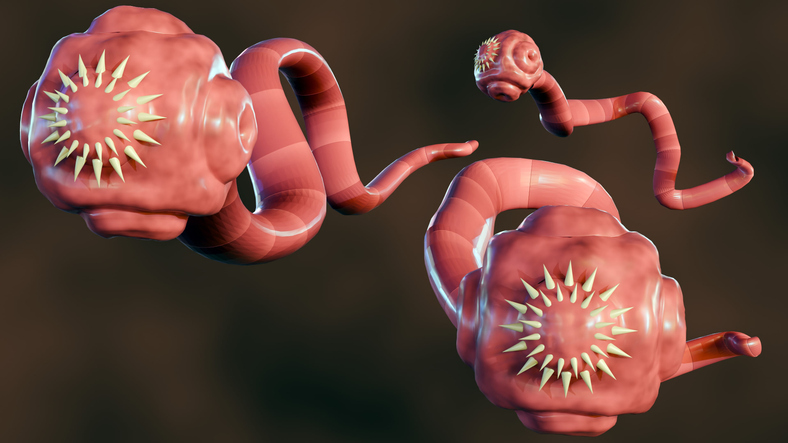 Fotos De Tenias Em Humanos 9. Esquema Del Ciclo De Vida De Taenia